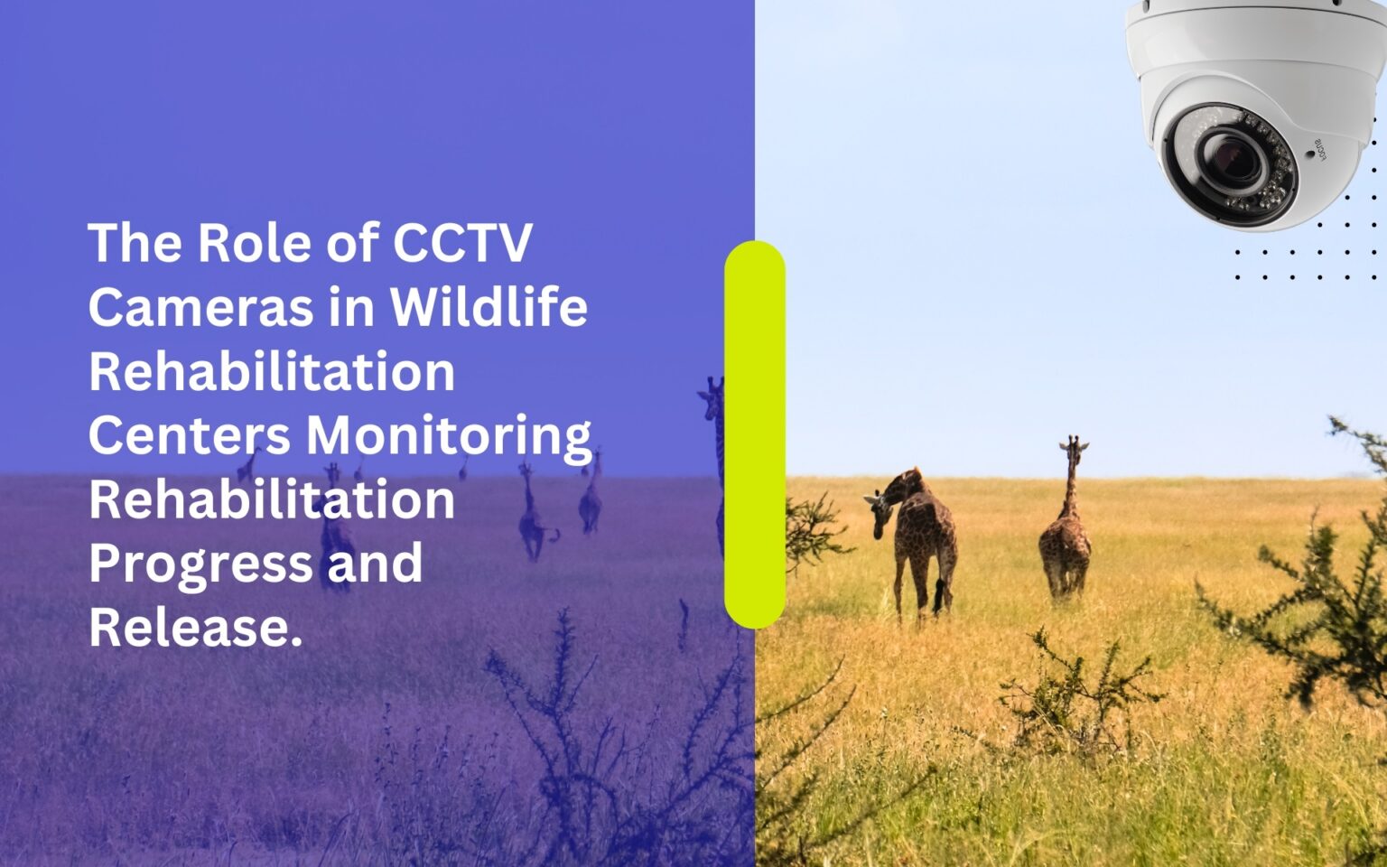 The Role of CCTV Cameras in Wildlife Rehabilitation Centers Monitoring ...